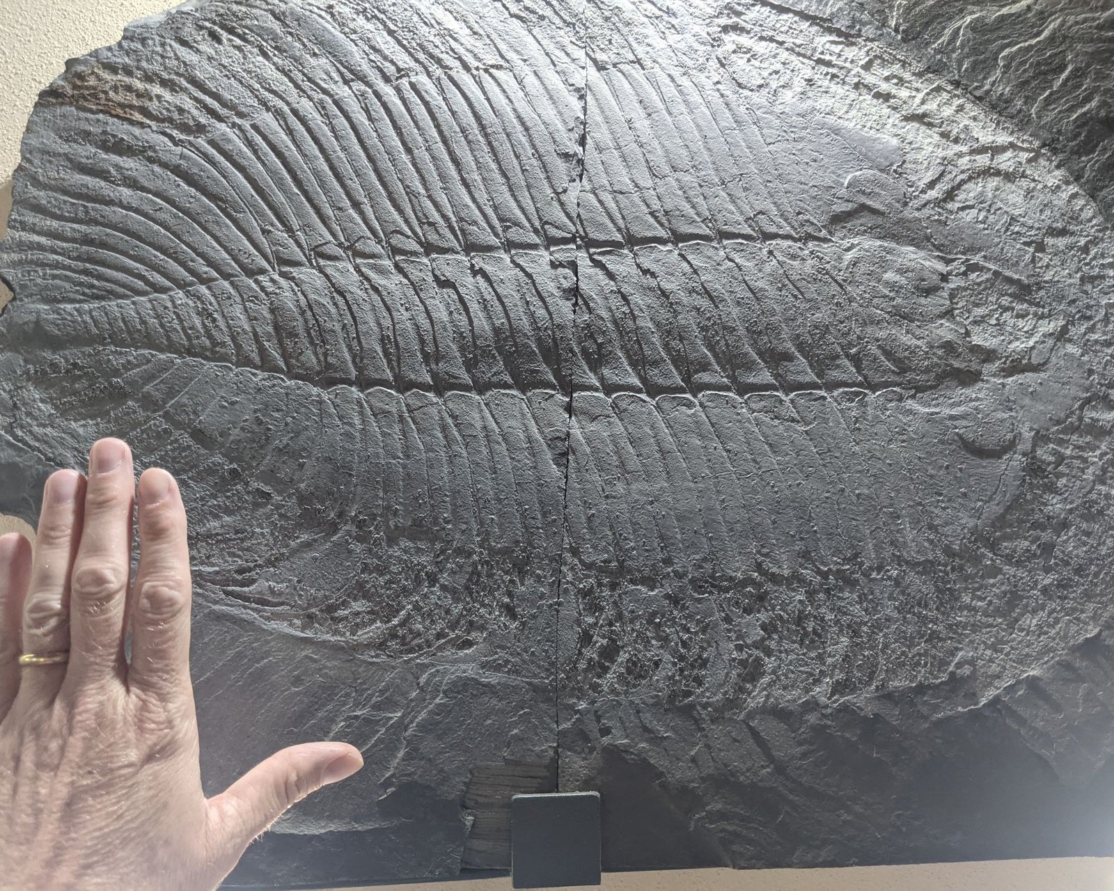 Trilobite Museum - Prehistoric Portugal